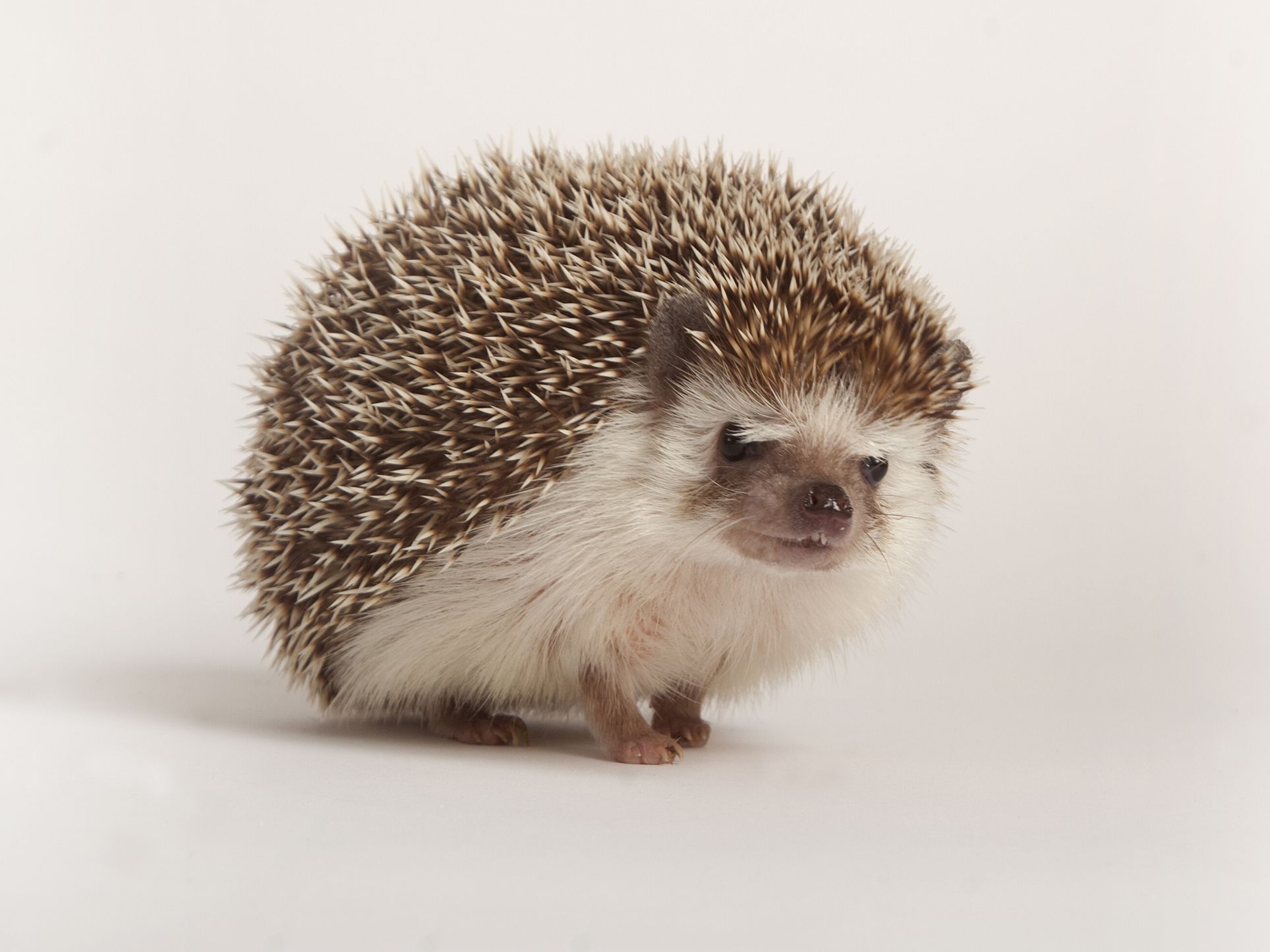 Hedgehogs Are Going Extinct! | TNT Home